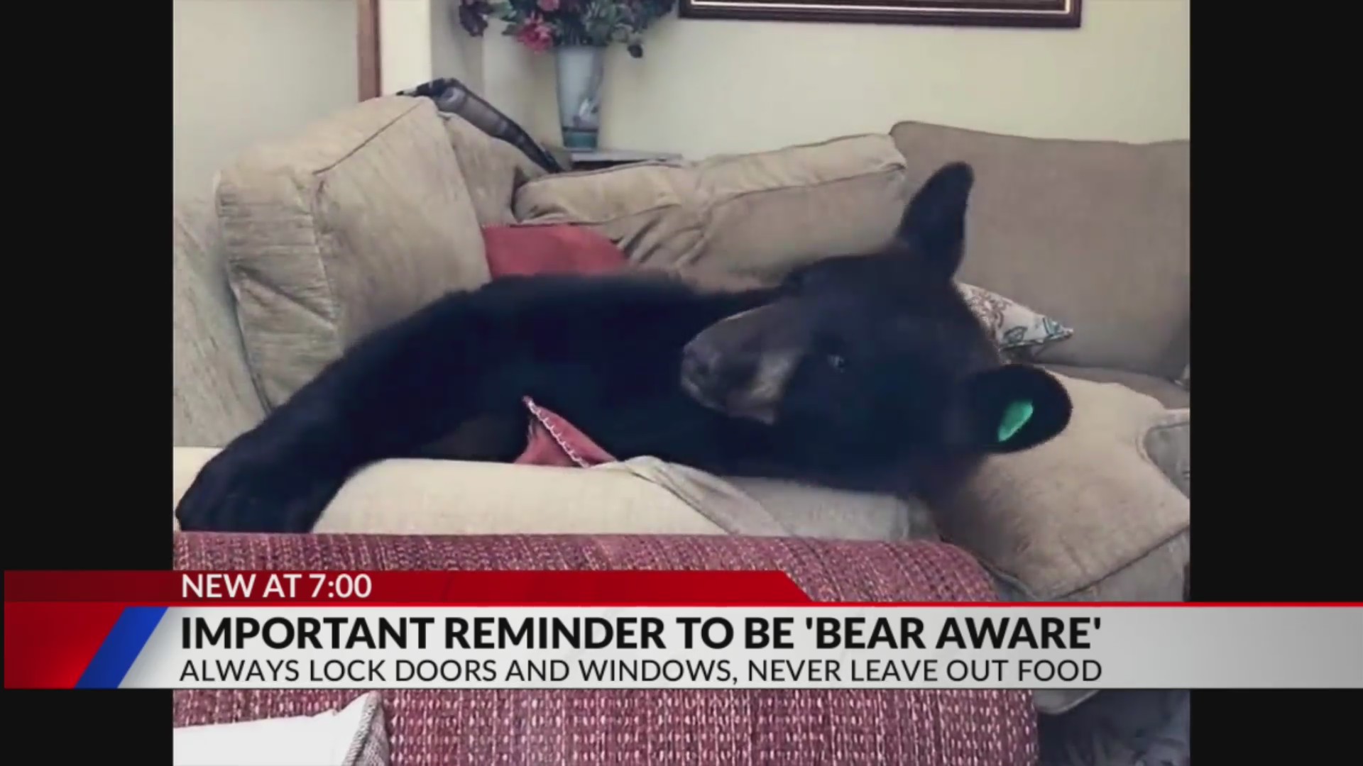CPW reminds you to be ‘bear aware’ – FOX31 Denver