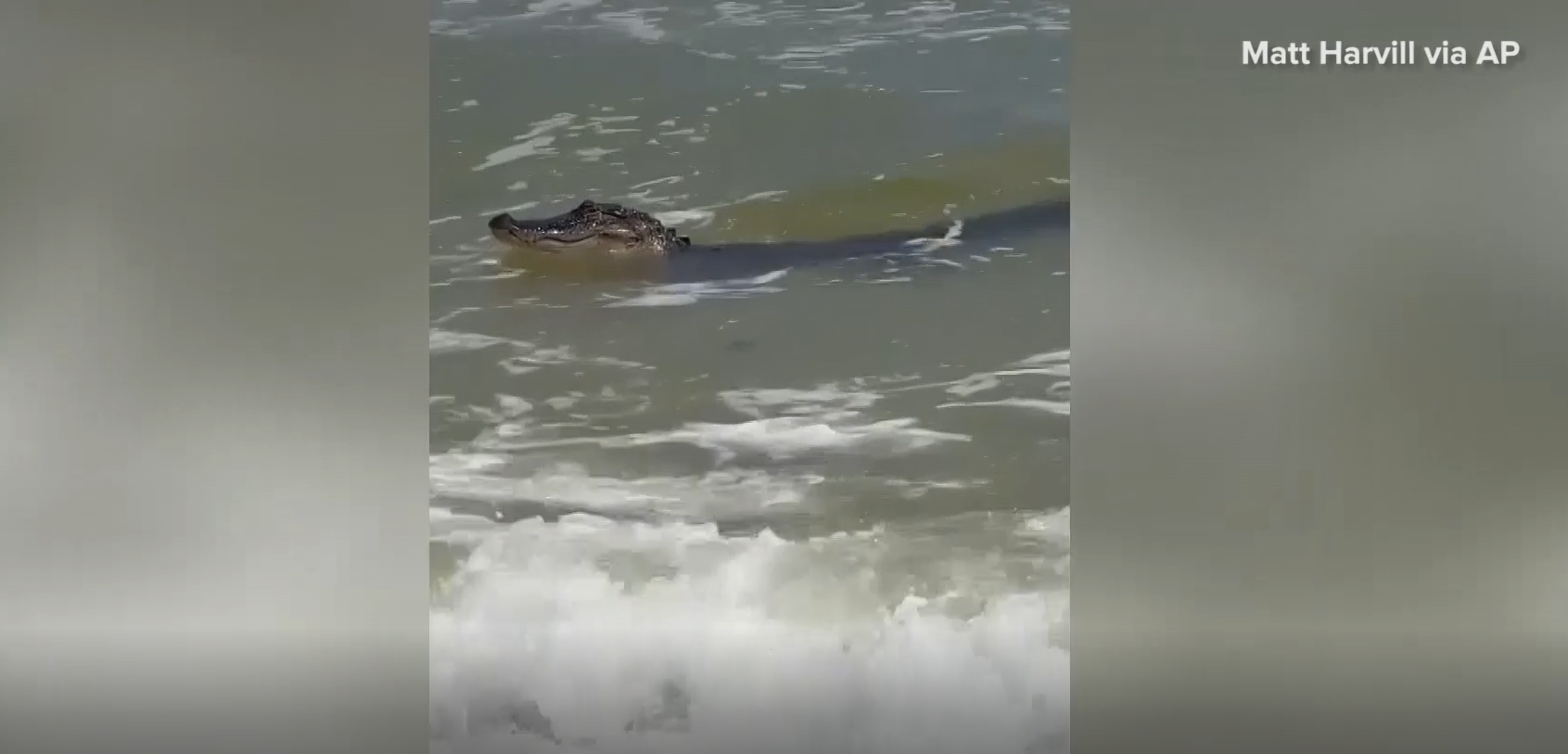 Alligator rides waves at beach in Alabama – WNCT
