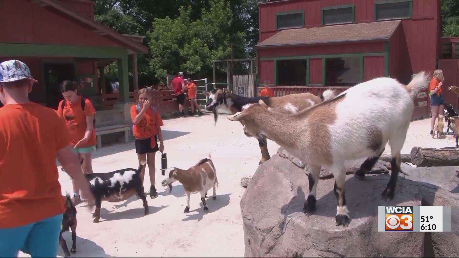 Scovill Zoo announces new mountain lion exhibit, animal facilities ...
