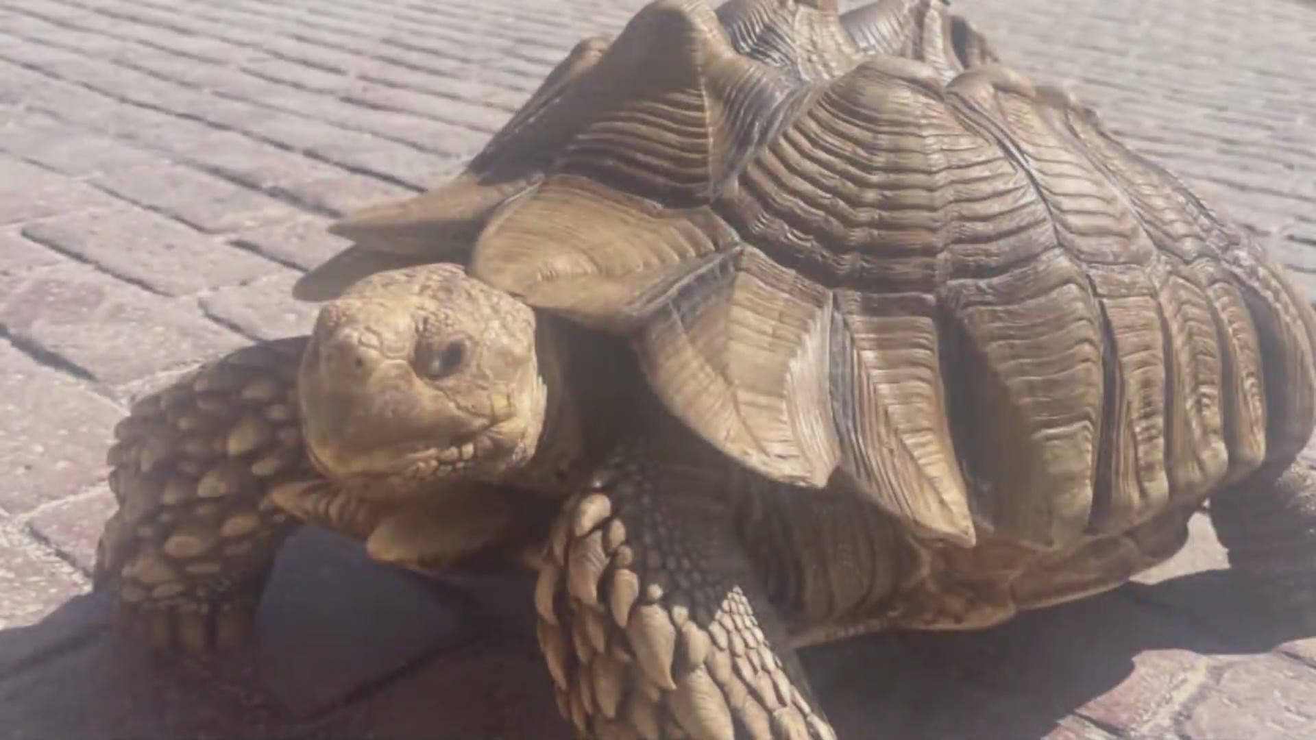 5-alarm fire gutted portion of Downtown Mendota – WGN-TV