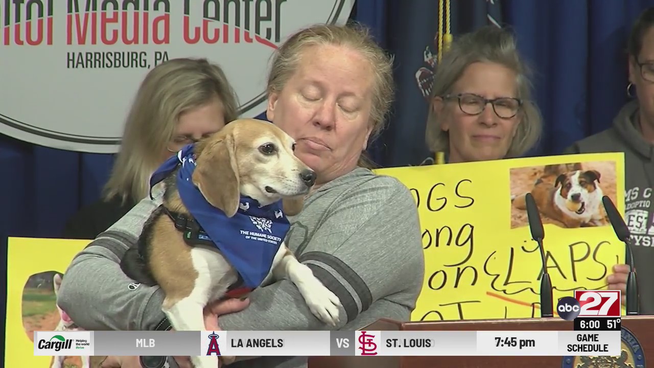 Mastriano introduces animal testing ban bill, holds ‘Beagle March’ – ABC27