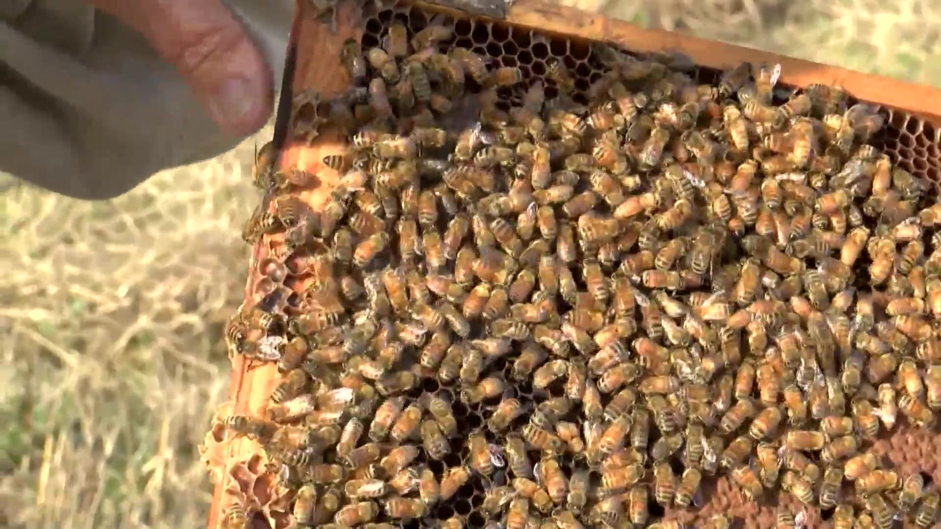Beekeeper in Fresno Co. is offering $100K for information on stolen ...