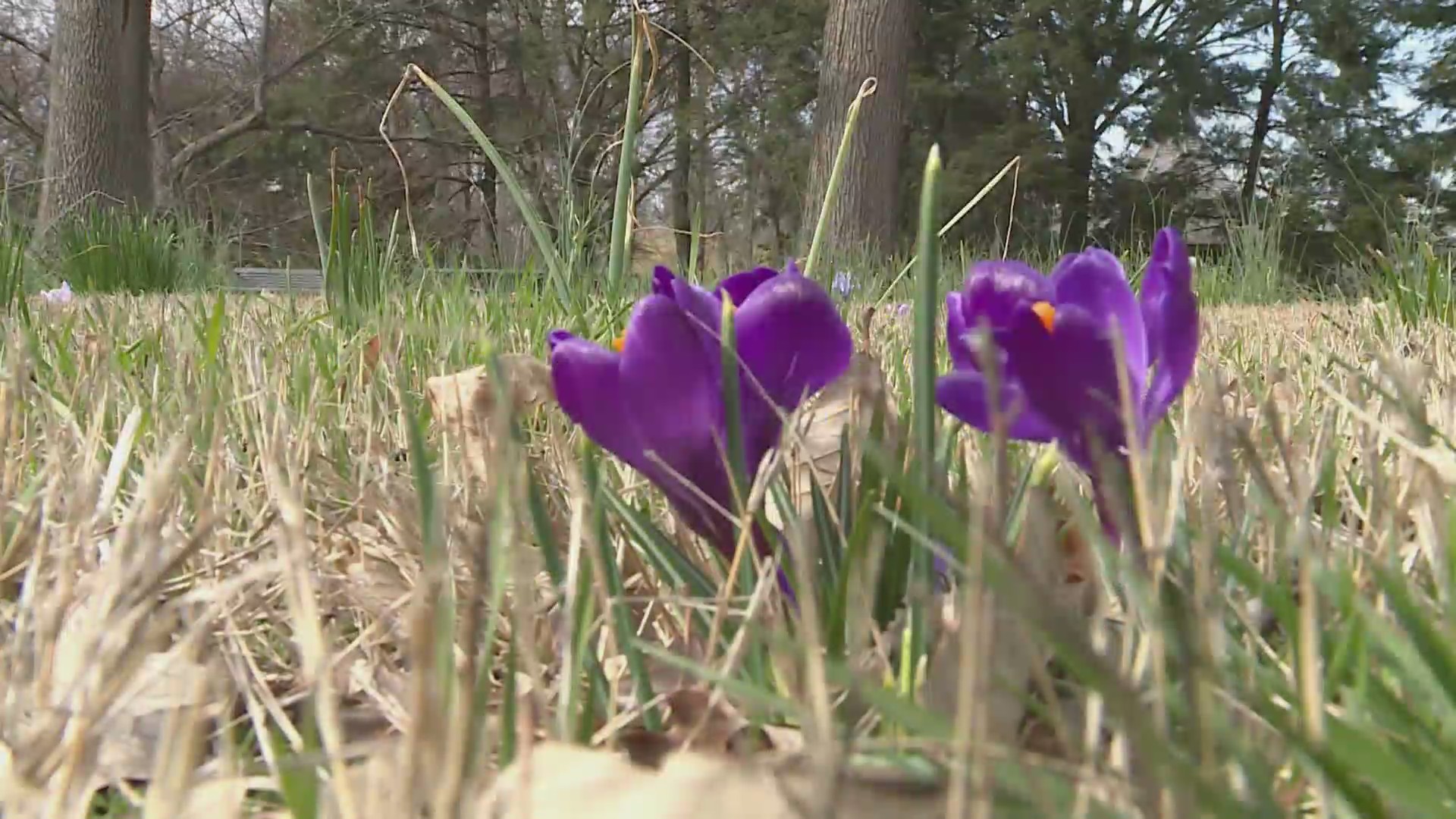 Sights of spring ahead of schedule in light of mild winter – FOX 2