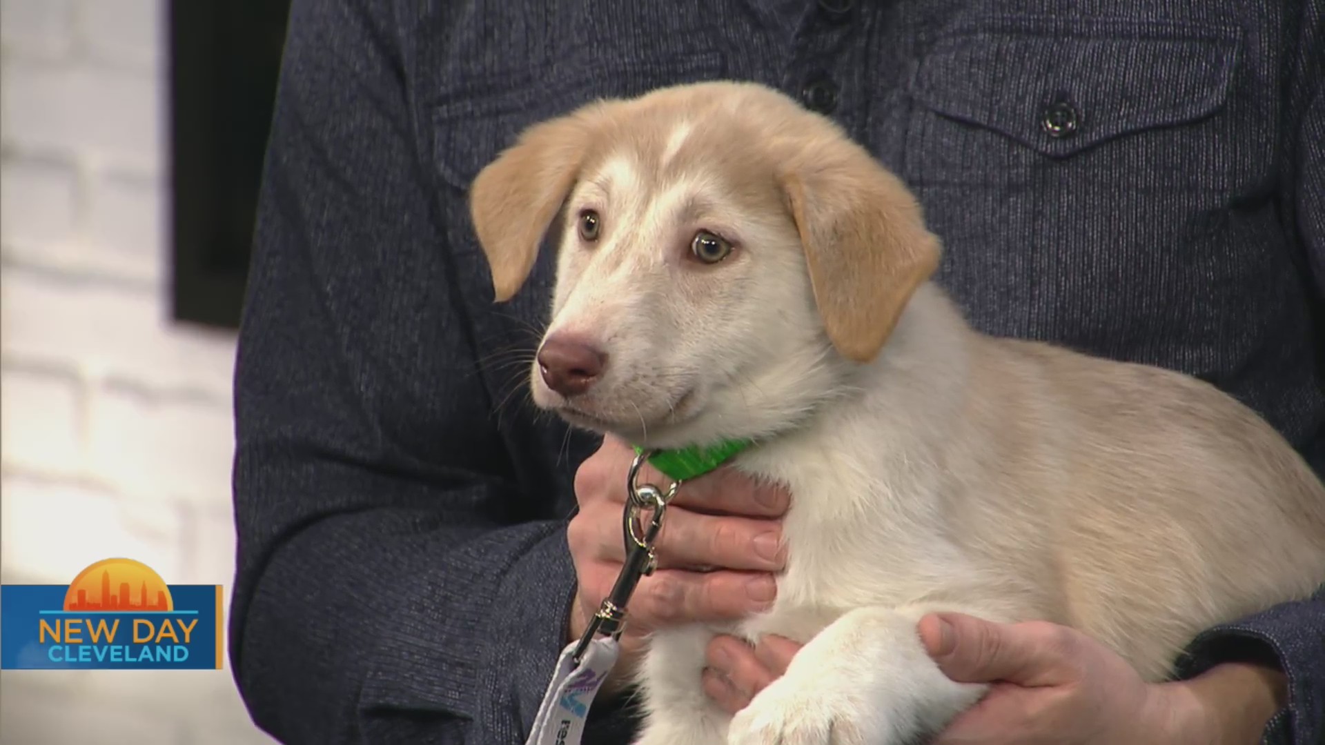 New Day Cleveland: Rescue Village – Fox 8 Cleveland WJW