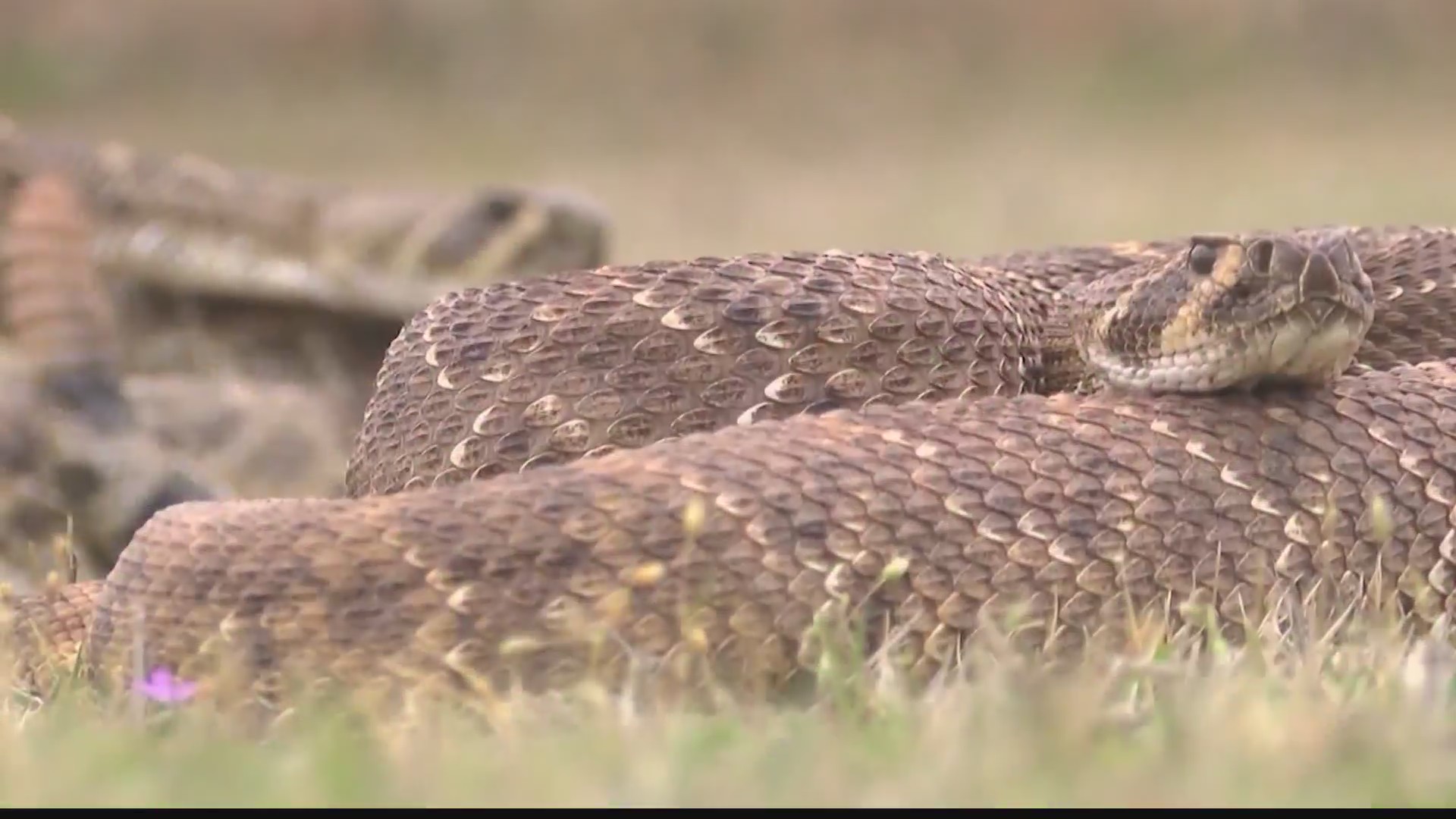 Summertime snake safety tips from the West Virginia Poison Center – WTRF