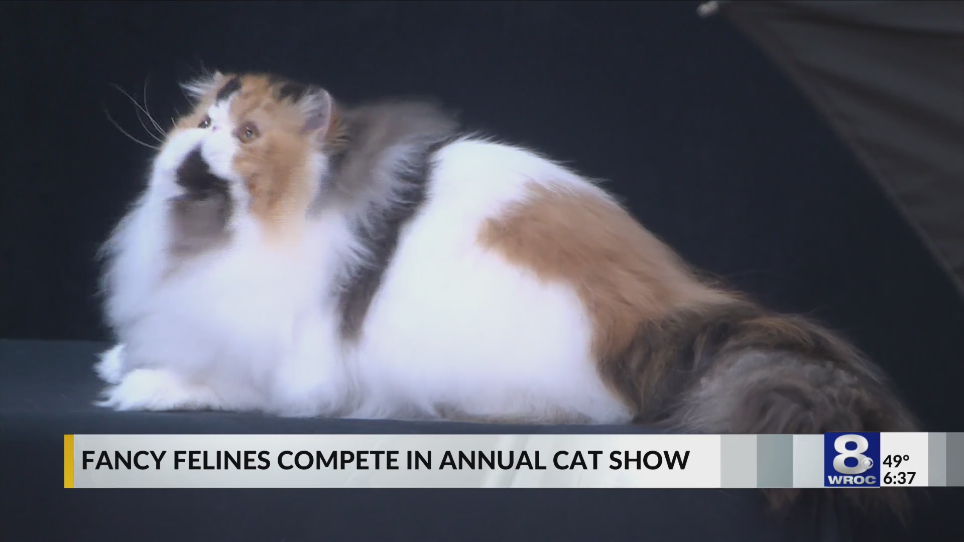 Fancy felines compete in cat show – RochesterFirst