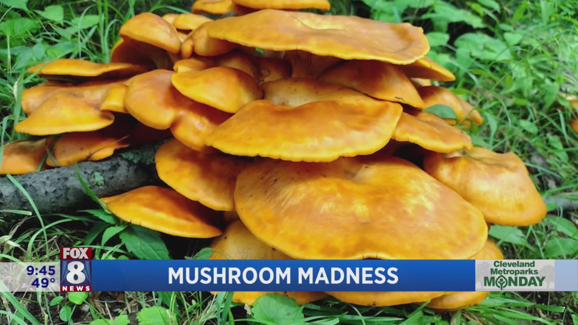 Cleveland Metroparks is celebrating the Mushroom – Fox 8 Cleveland WJW