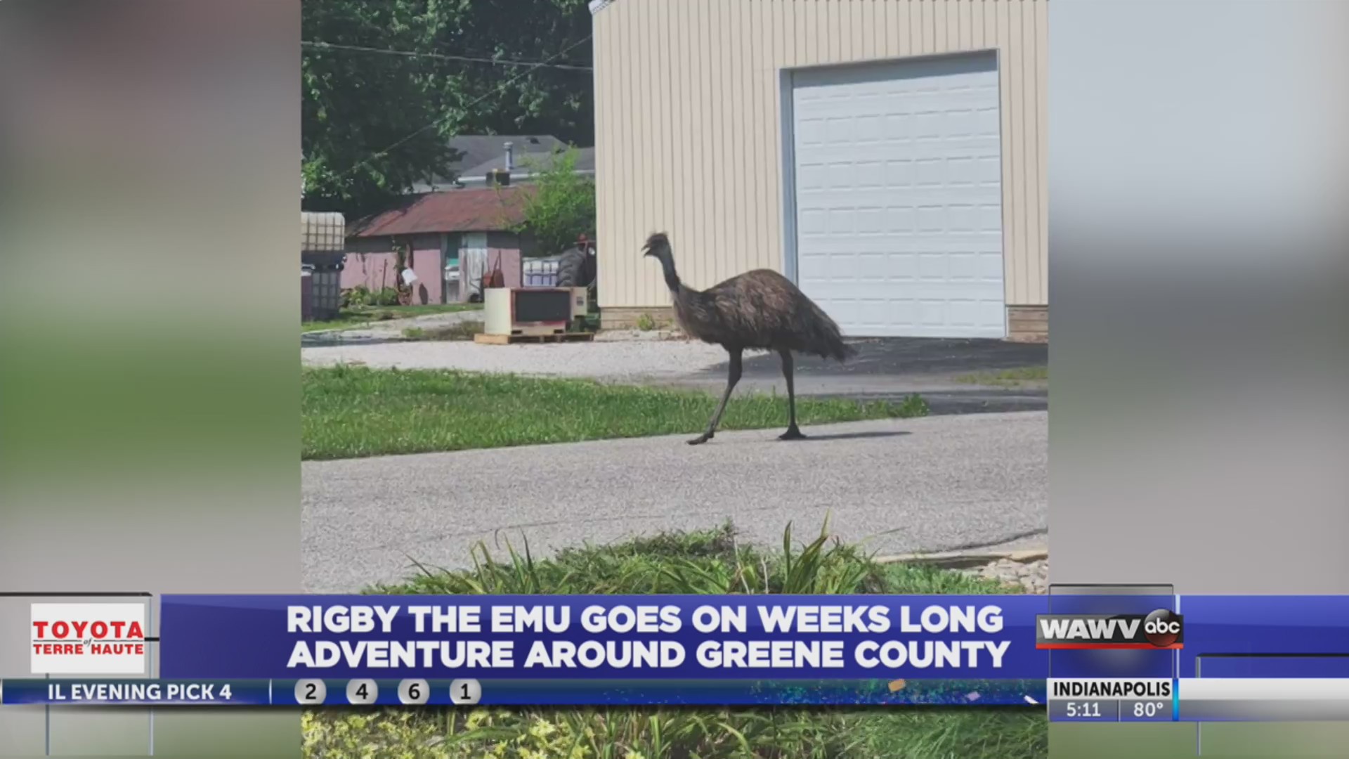 Rigby the emu goes on county-wide adventure – WFLA