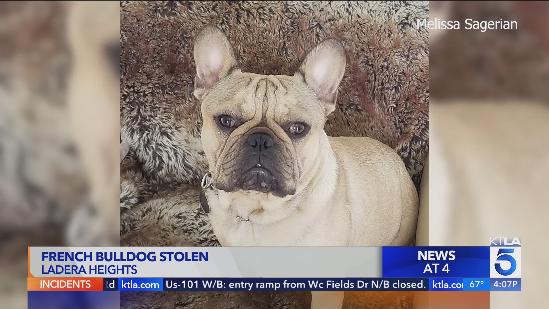 Man beaten as thieves steal French bulldog in Ladera Heights – KTLA