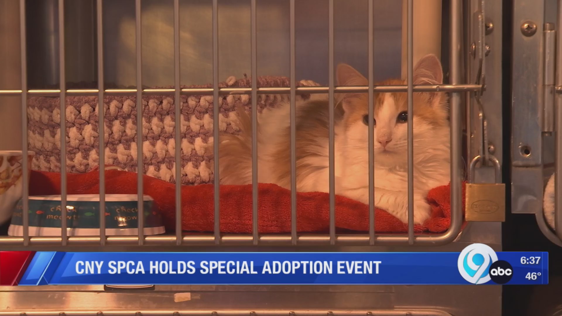 CNY SPCA holds special adoption event – WSYR