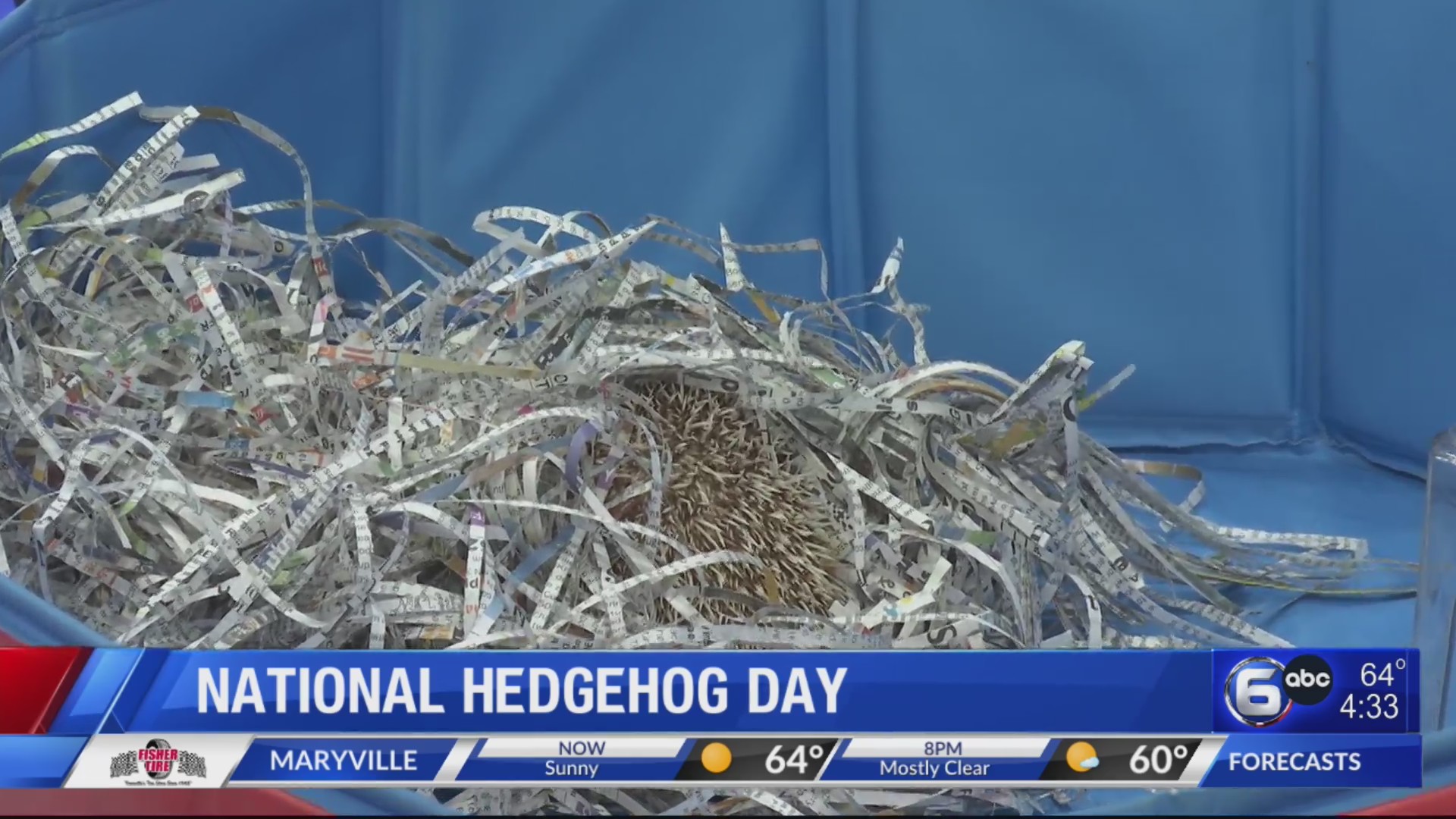 National Hedgehog Day – WATE 6 On Your Side