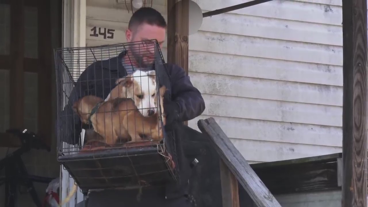 Starving dogs rescued in Sophia look-live – WVNS