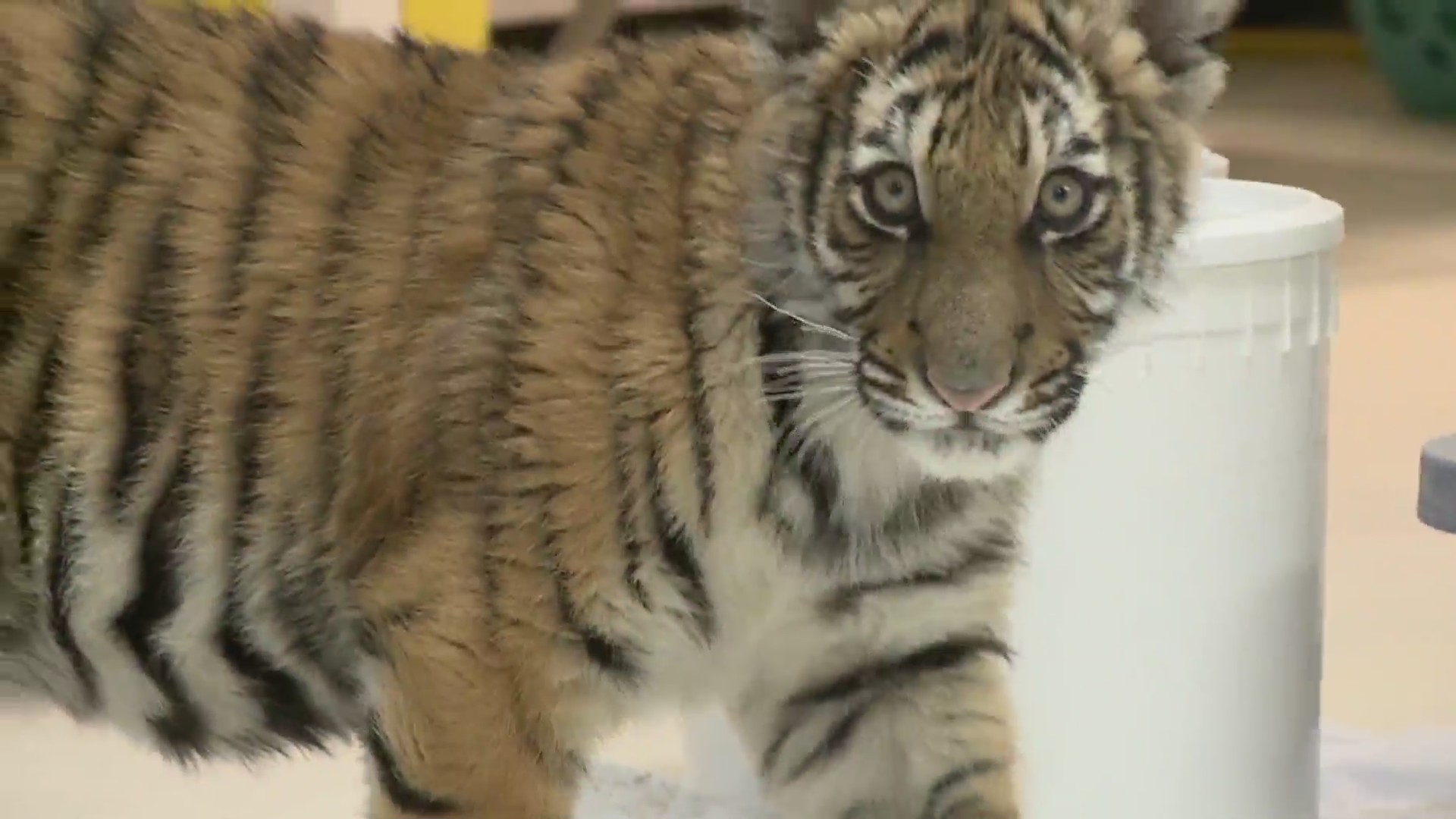 Tiger cub rescued from crime scene brought to Colorado – FOX31 Denver