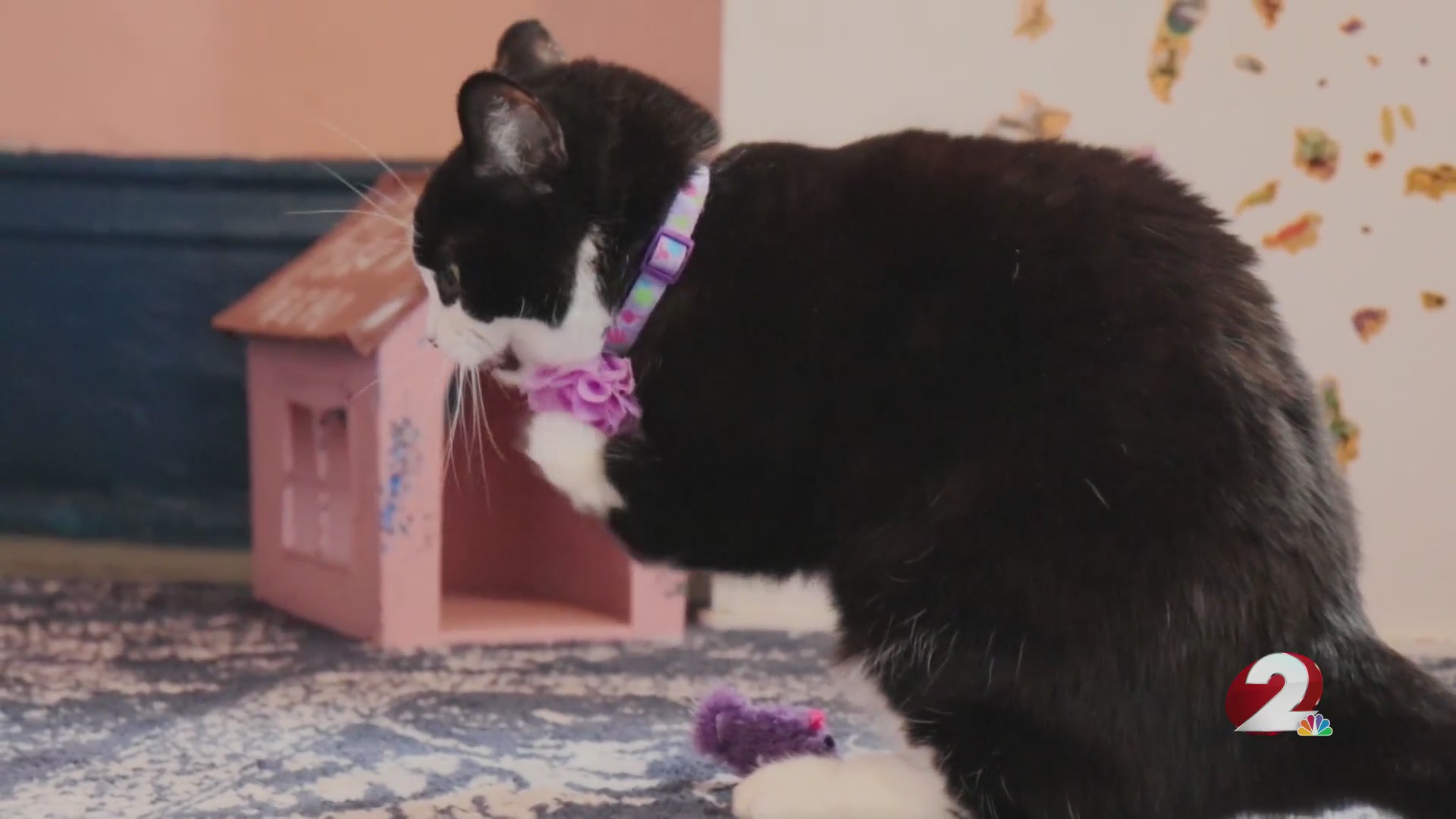 ‘T-Rex cat’: Miami Valley cat with disability goes viral – WDTN.com