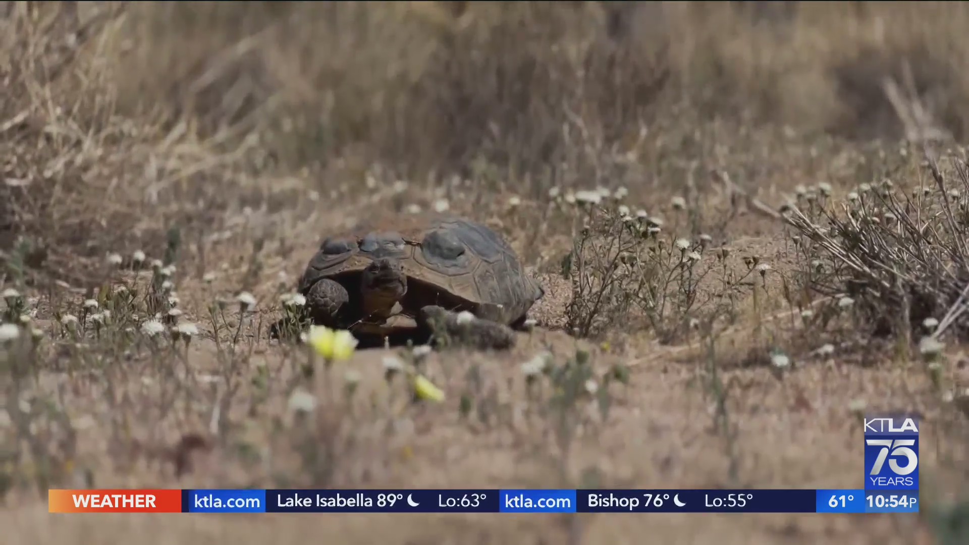 Joshua Tree’s desert tortoises facing new set of challenges as experts ...