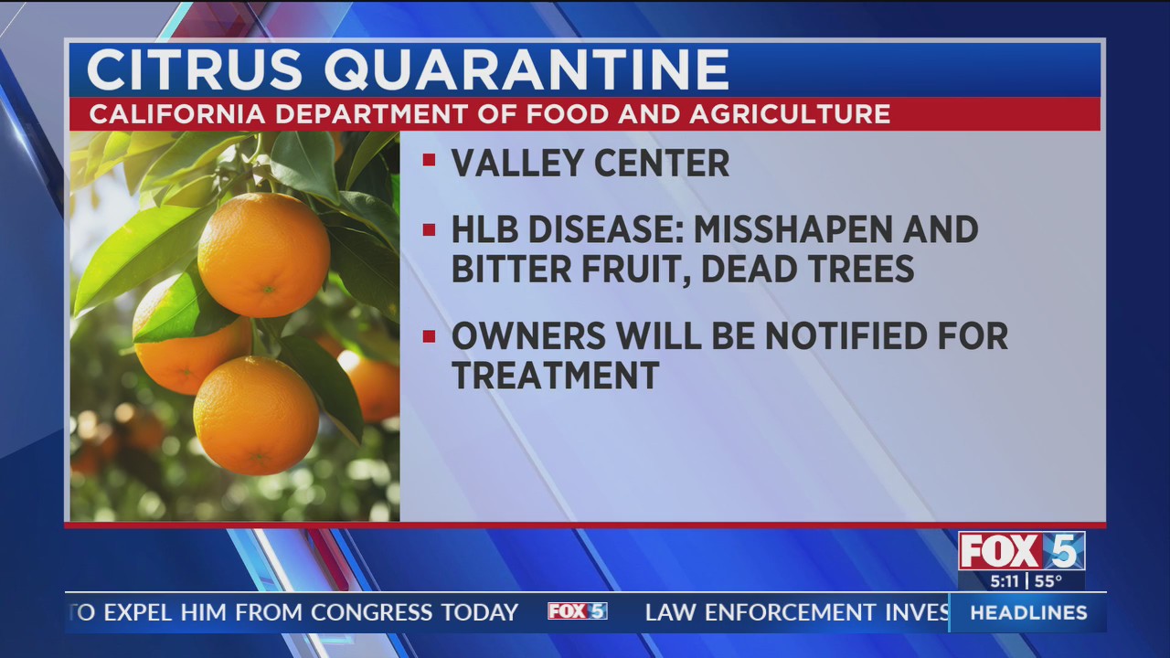 Citrus Quarantine Expanded To Valley Center – FOX 5 San Diego