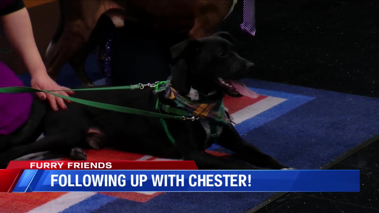 Furry Friends Pup-date: WFXR’s Amanda Kenney adopts Chester – WFXRtv