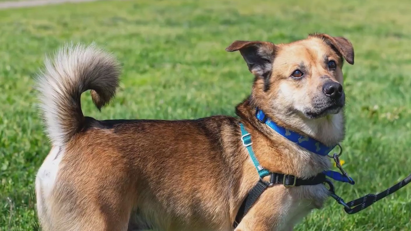 Second Chance Pets: Corky St. Claire – KOIN.com