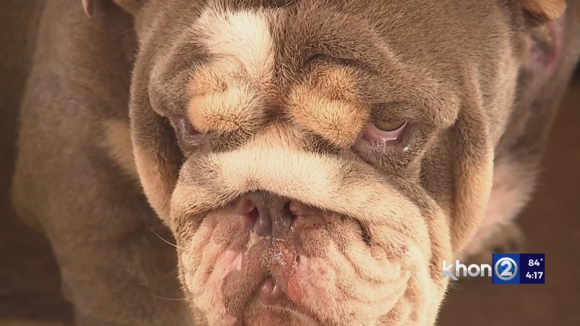 Family finds out who shot dog multiple times with BB gun – KHON2