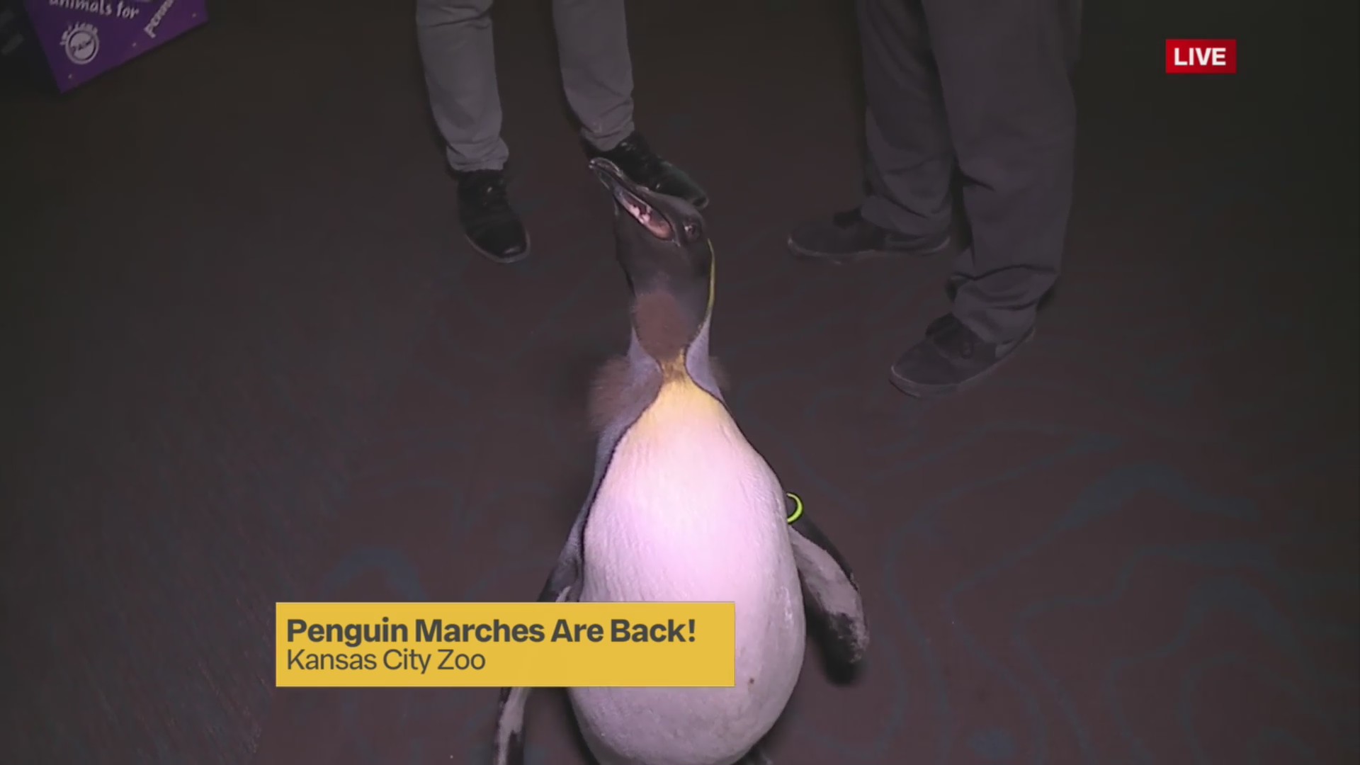 March of the Penguins returns to KC Zoo – FOX 4 Kansas City WDAF-TV ...