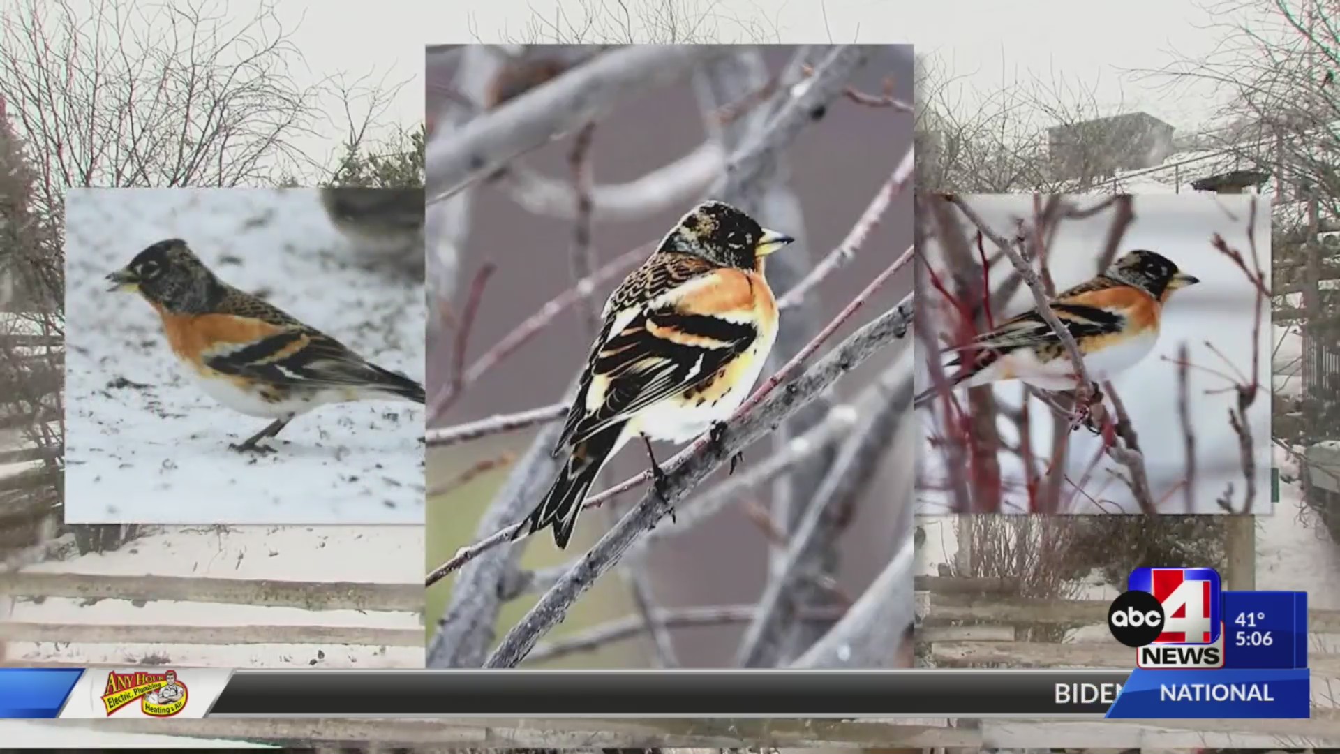 Rare bird spotted in Utah for first time in nearly 50 years – ABC4 Utah