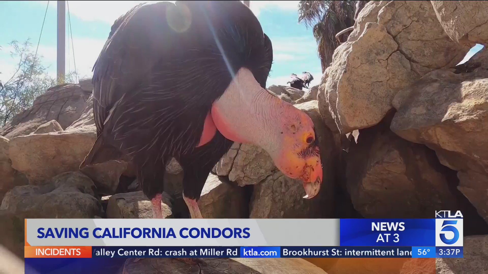 The amazing comeback story of the California condor – KTLA