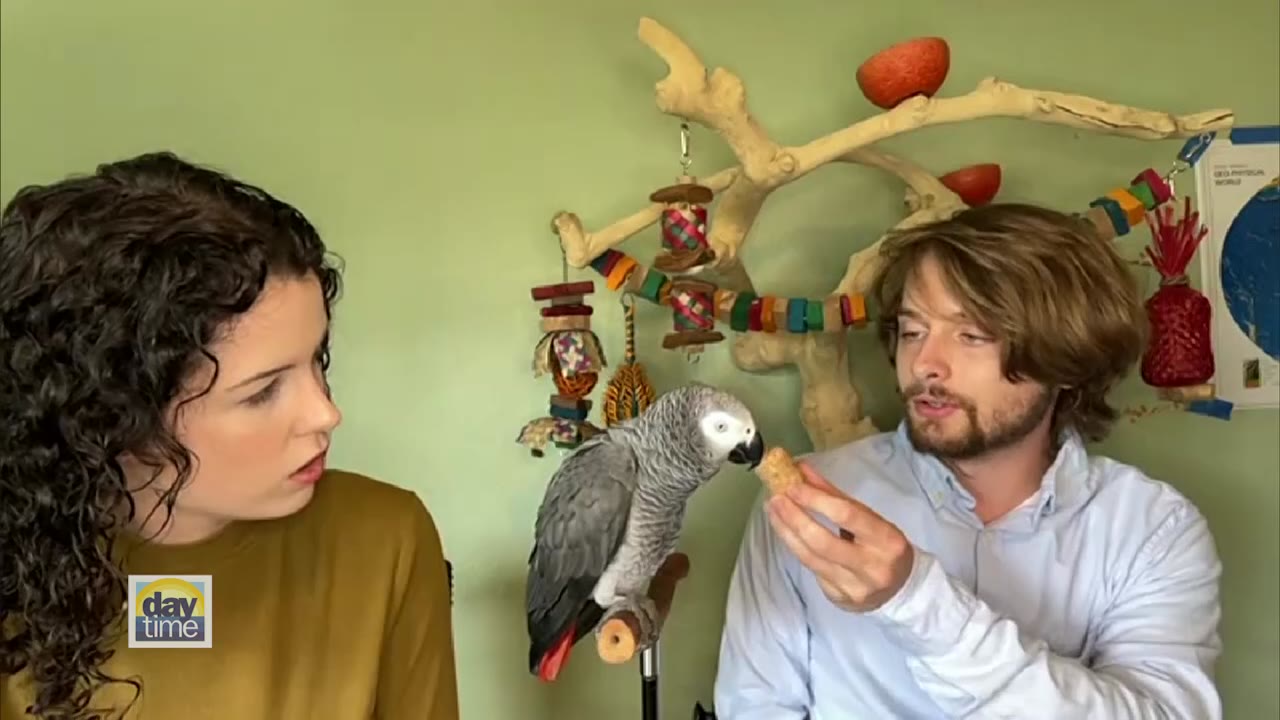 Apollo the Parrot – WFLA