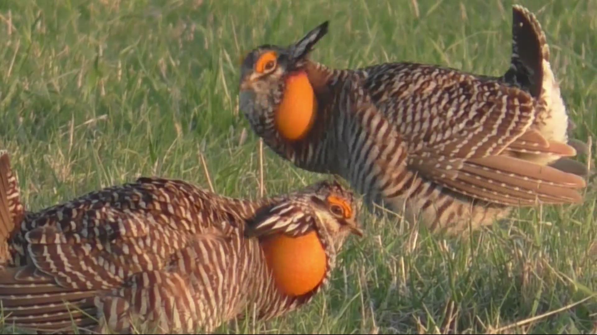 Last legs: Down to just 21 birds, Iowa’s prairie chicken population ...