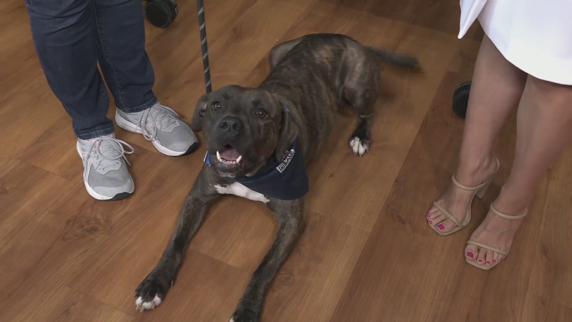 Furry Friends Friday – FOX 2