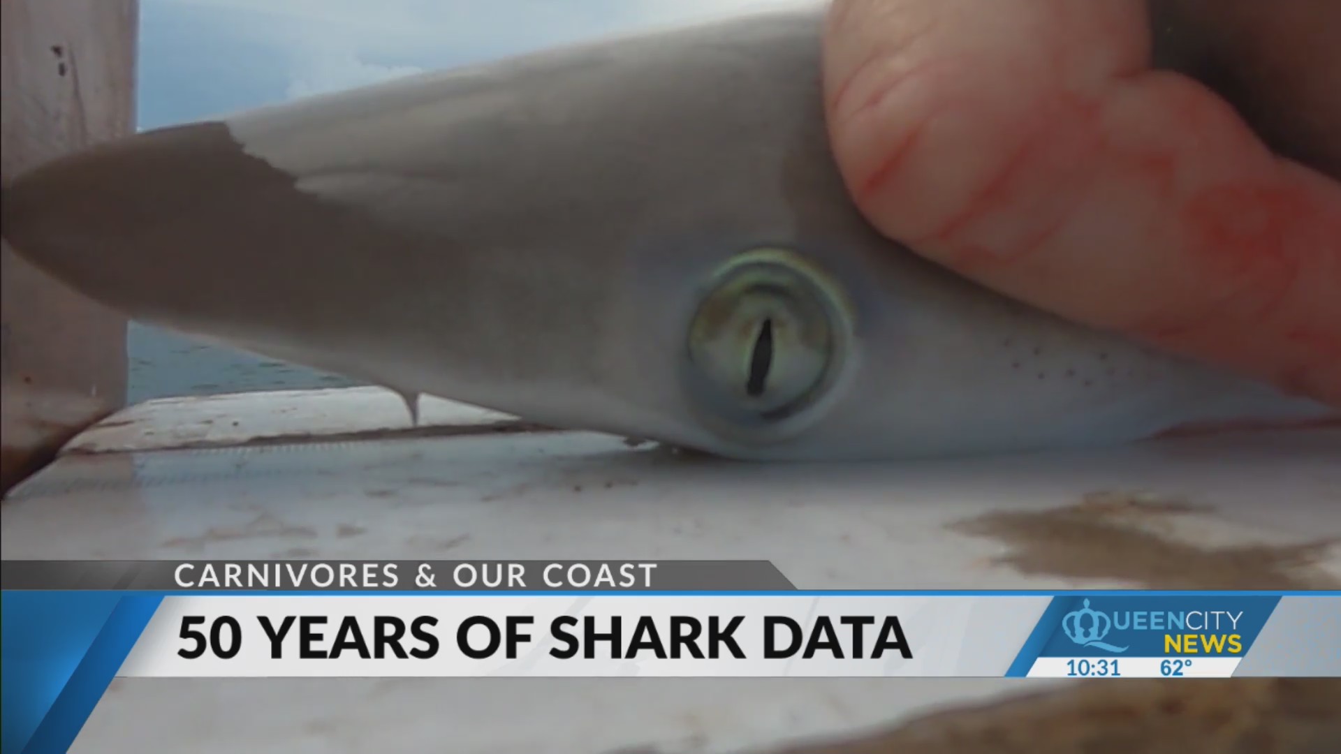 Carnivores & Our Coast: Longest running shark tagging program tracks ...