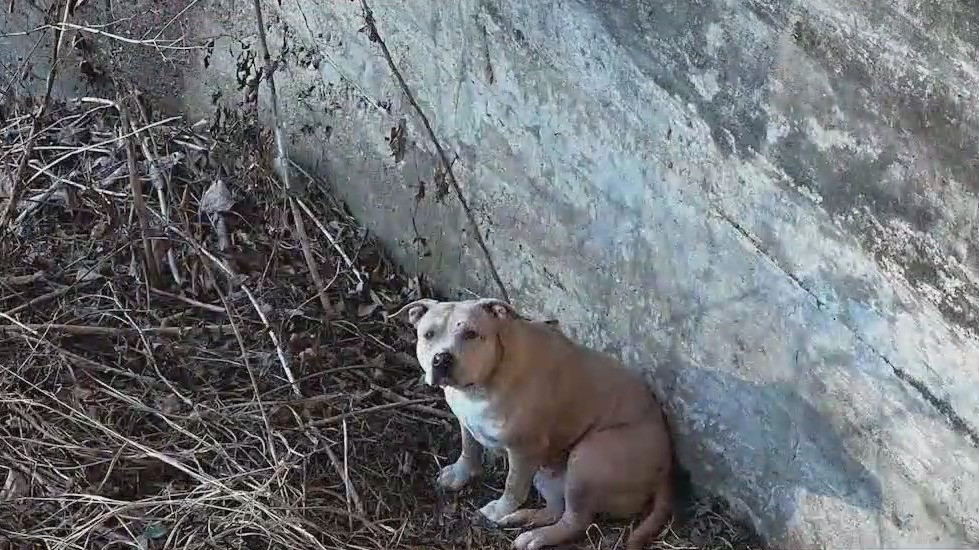 Good Samaritans save Greensboro dog, help reunite her with owners ...