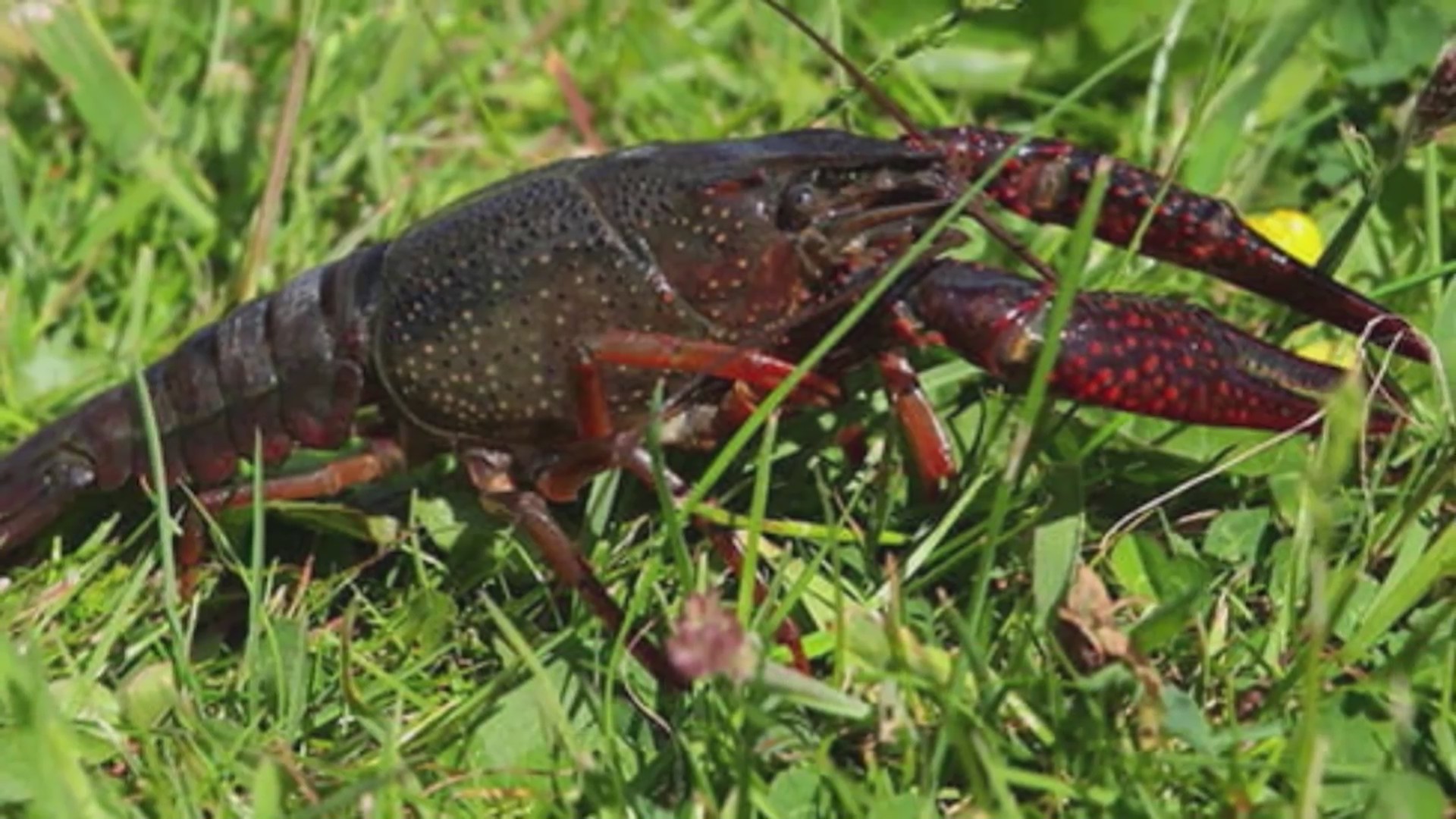 Crawfish now legal in Colorado – FOX31 Denver