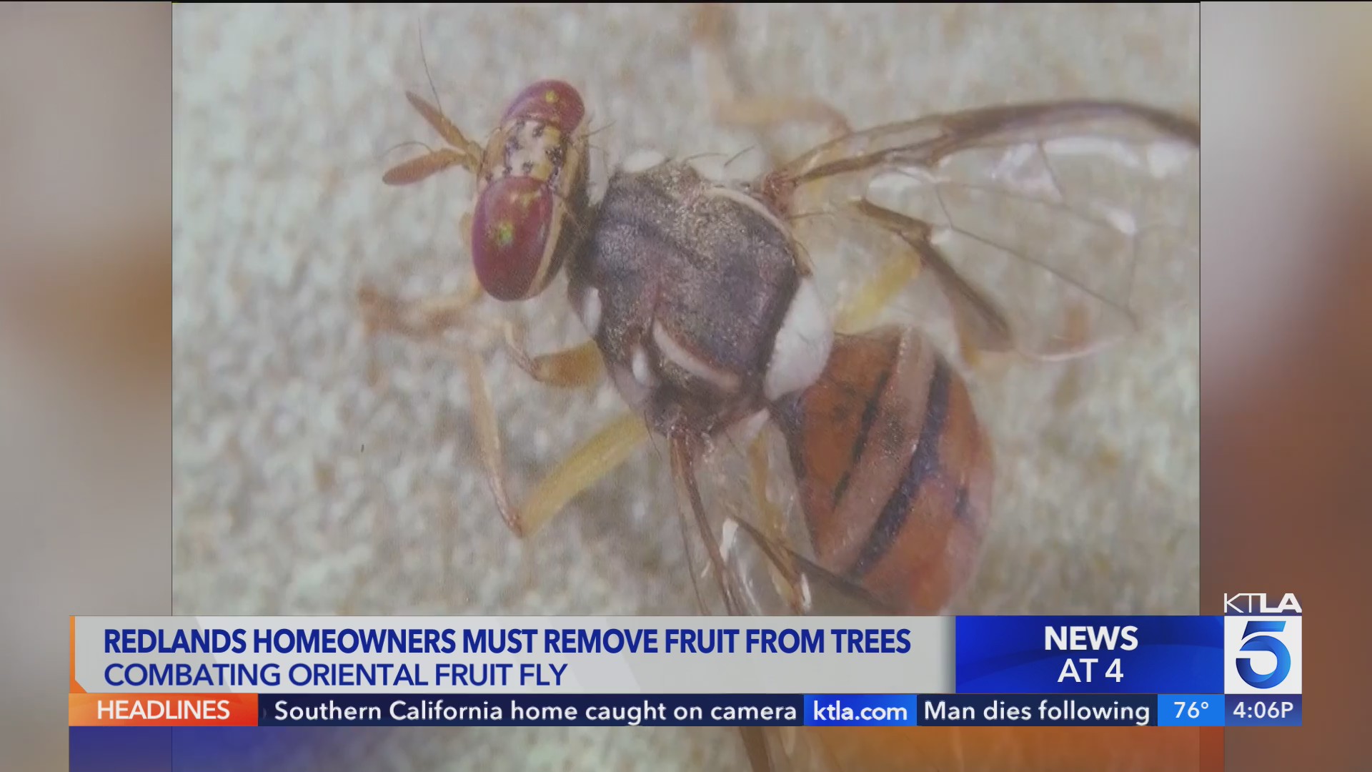 Fruit fly infestation prompting drastic measures in the Inland Empire ...