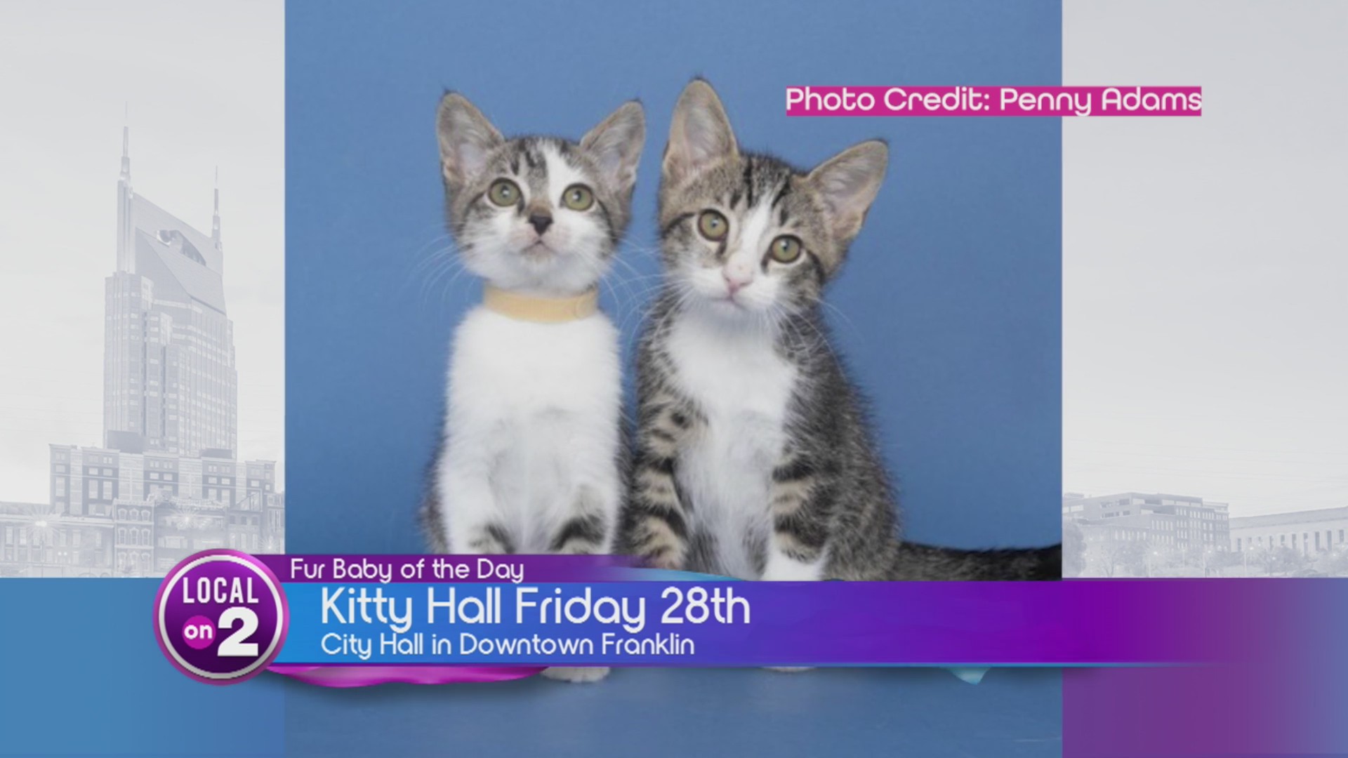 Fur Babies of the Day: It’s raining kittens! – WKRN News 2
