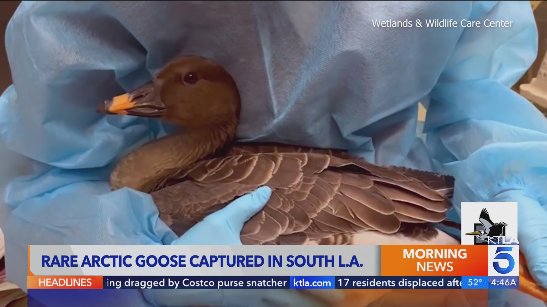 Rare arctic goose captured in South Los Angeles – KTLA