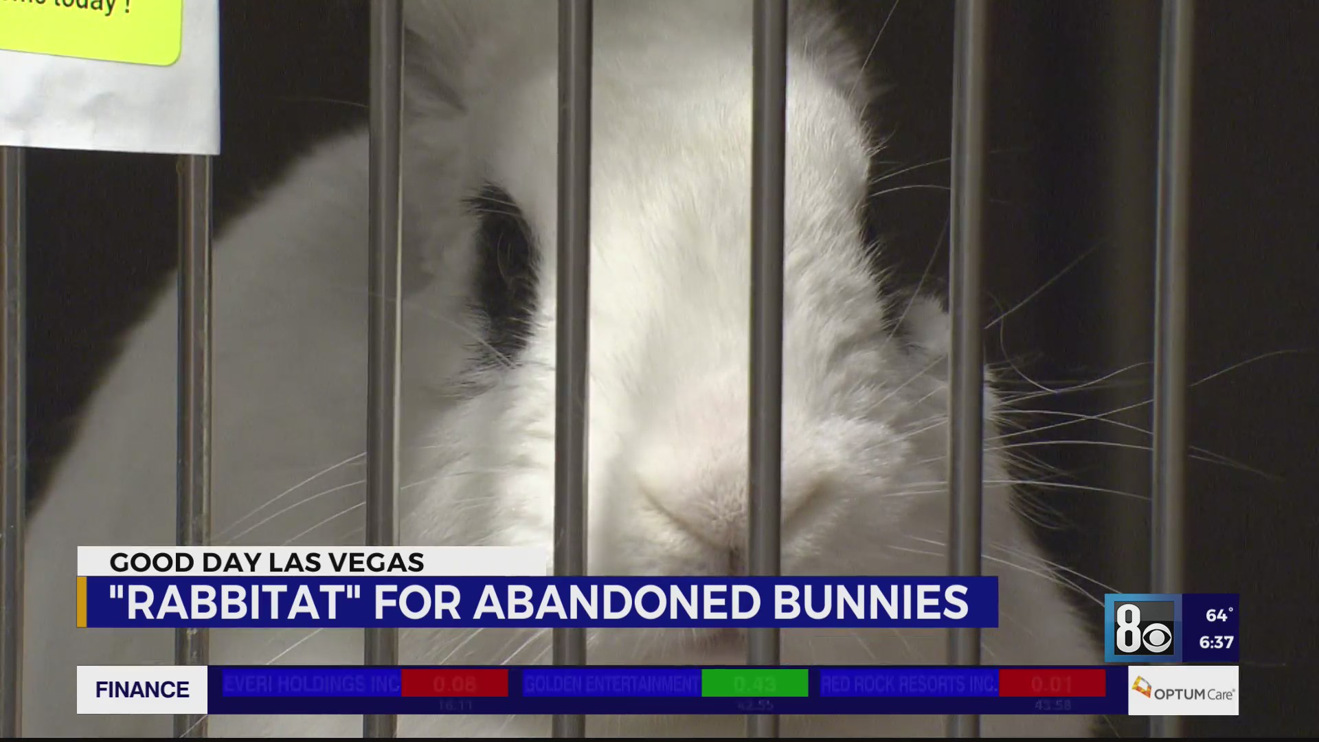 Barn Buddies Rescue opens ‘Rabbitat’ to shelter abused, abandoned ...