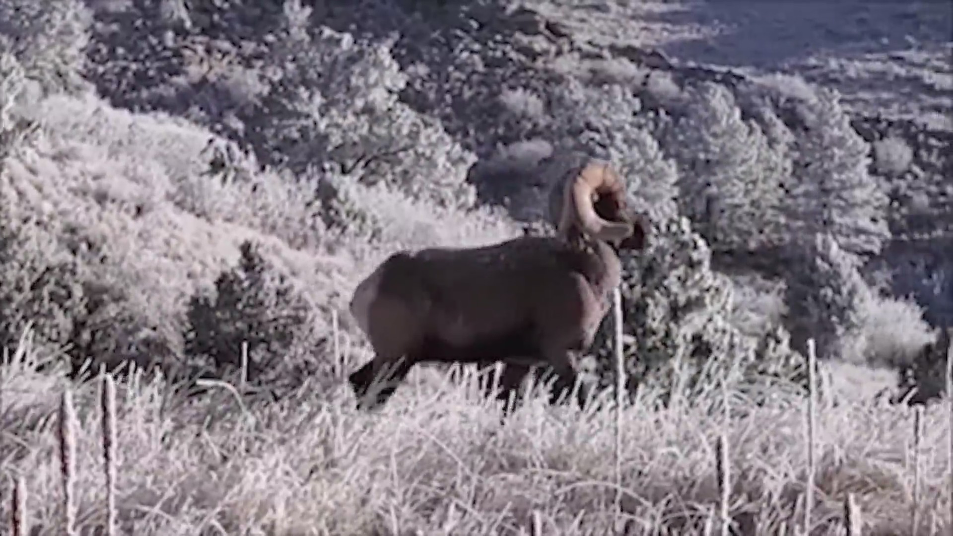 Developers apply to rezone bighorn sheep habitat – FOX31 Denver