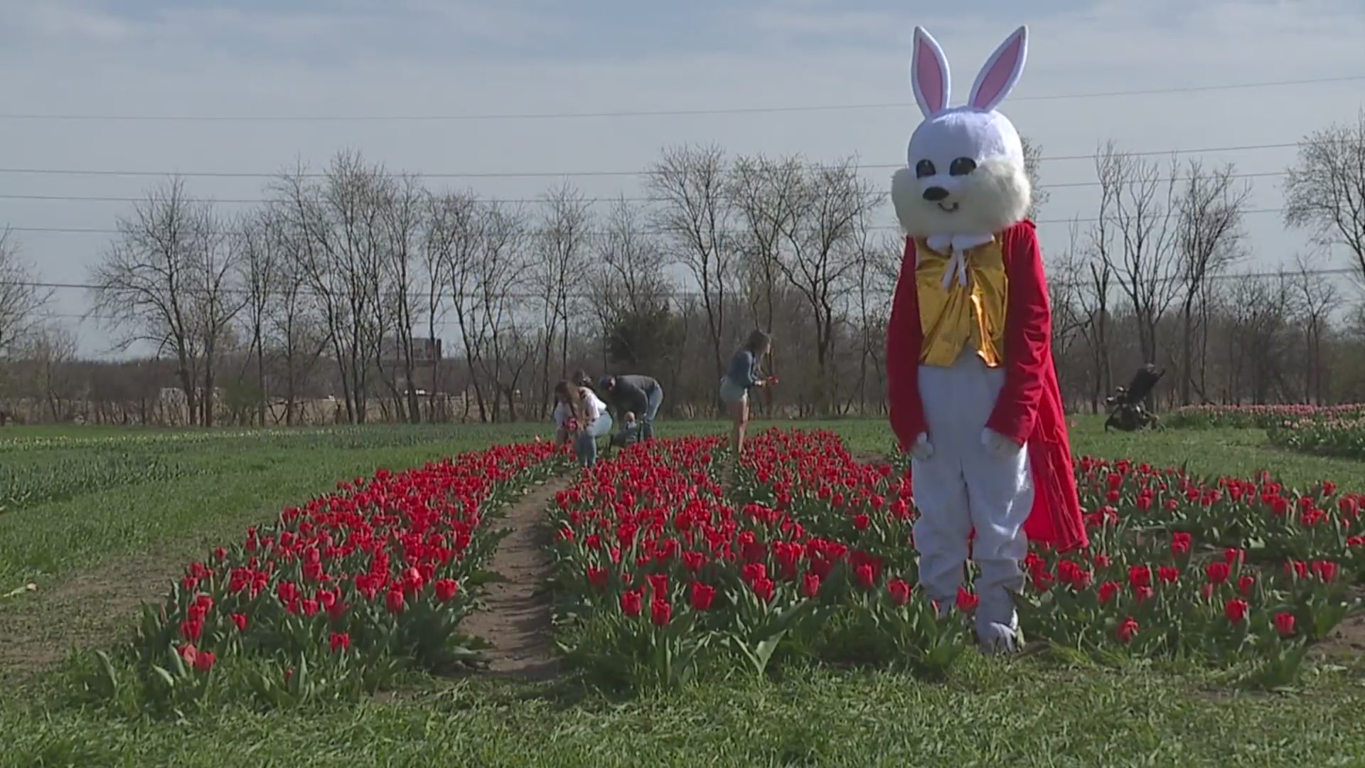 KC-area farm hosting first of its kind tulip festival – FOX 4 Kansas ...