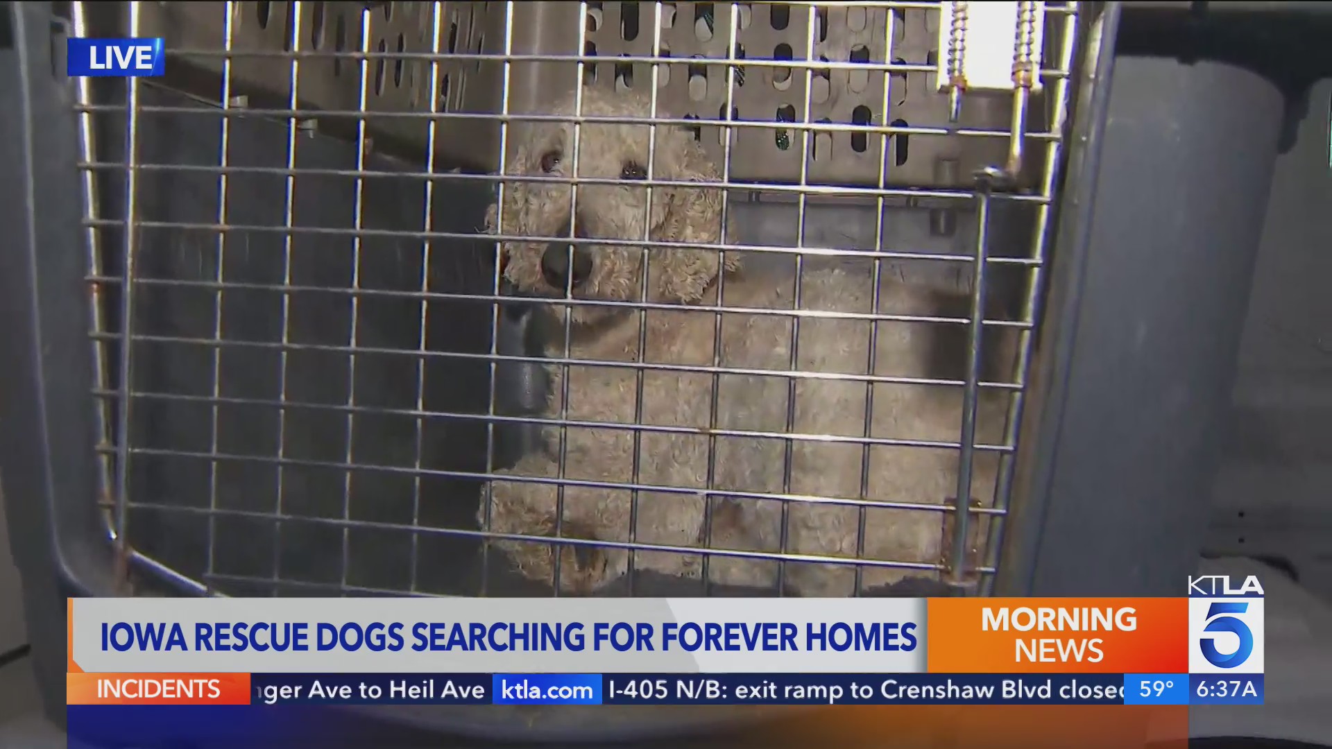 700 dogs rescued from puppy mill in Iowa; 53 available for adoption in ...