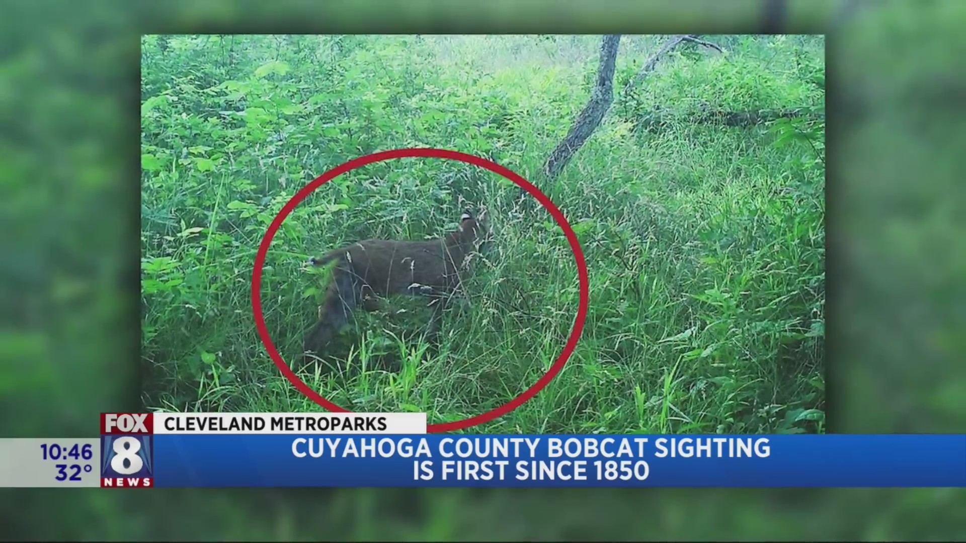 Bobcat Sighting In Cuyahoga County Fox 8 Cleveland Wjw