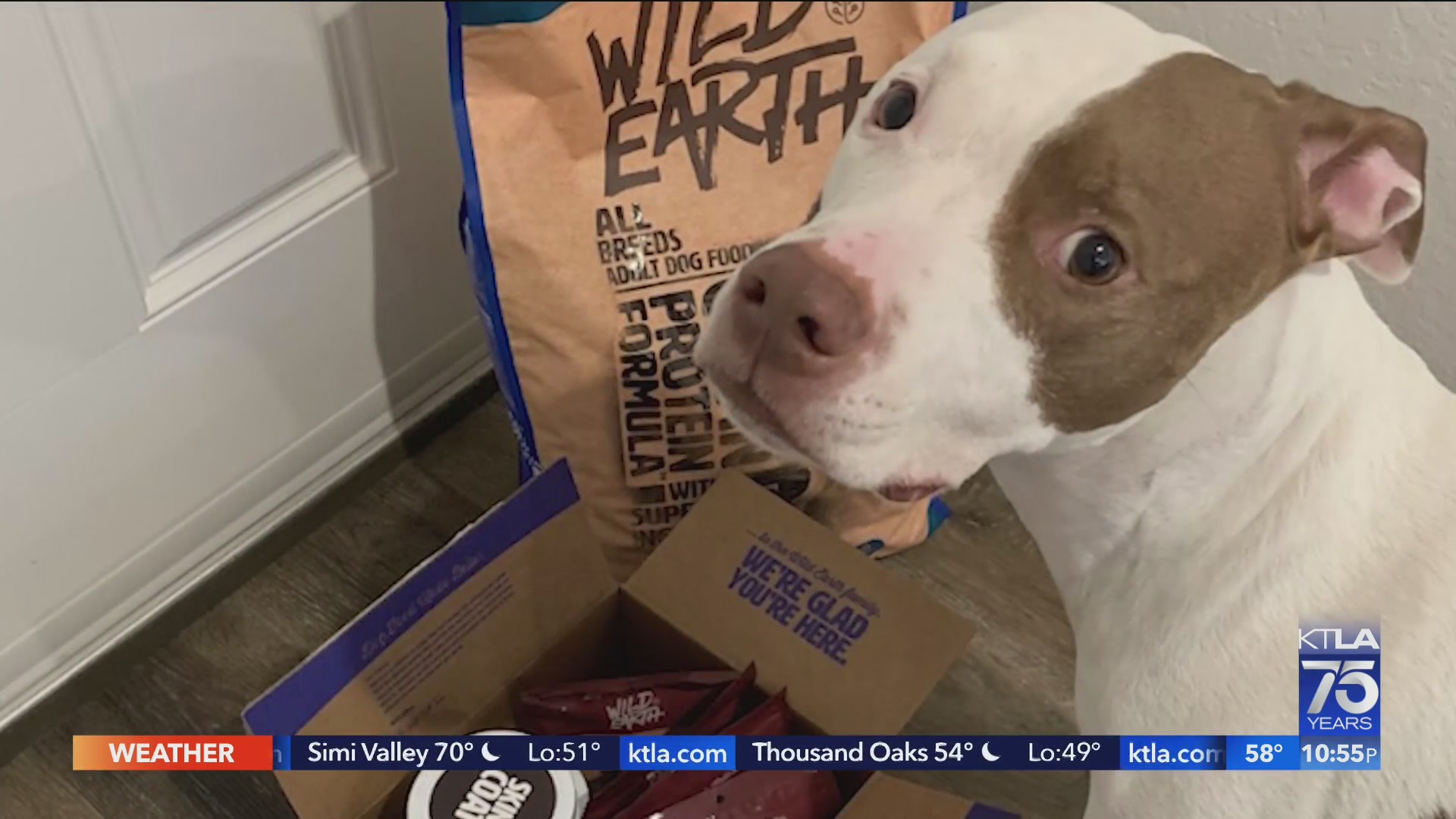 Can your dog thrive on a meatless diet? – KTLA