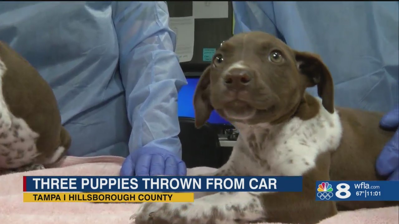 “I’m fighting back tears,” woman reacts to rescuing puppies thrown from ...