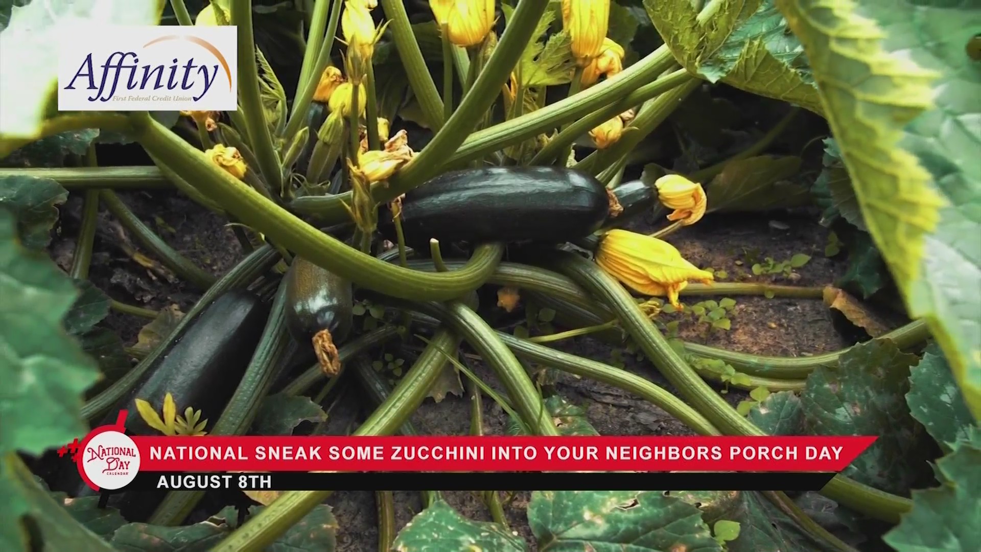 NATIONAL DAY CALENDAR: National Sneak Some Zucchini Into Your Neighbors ...