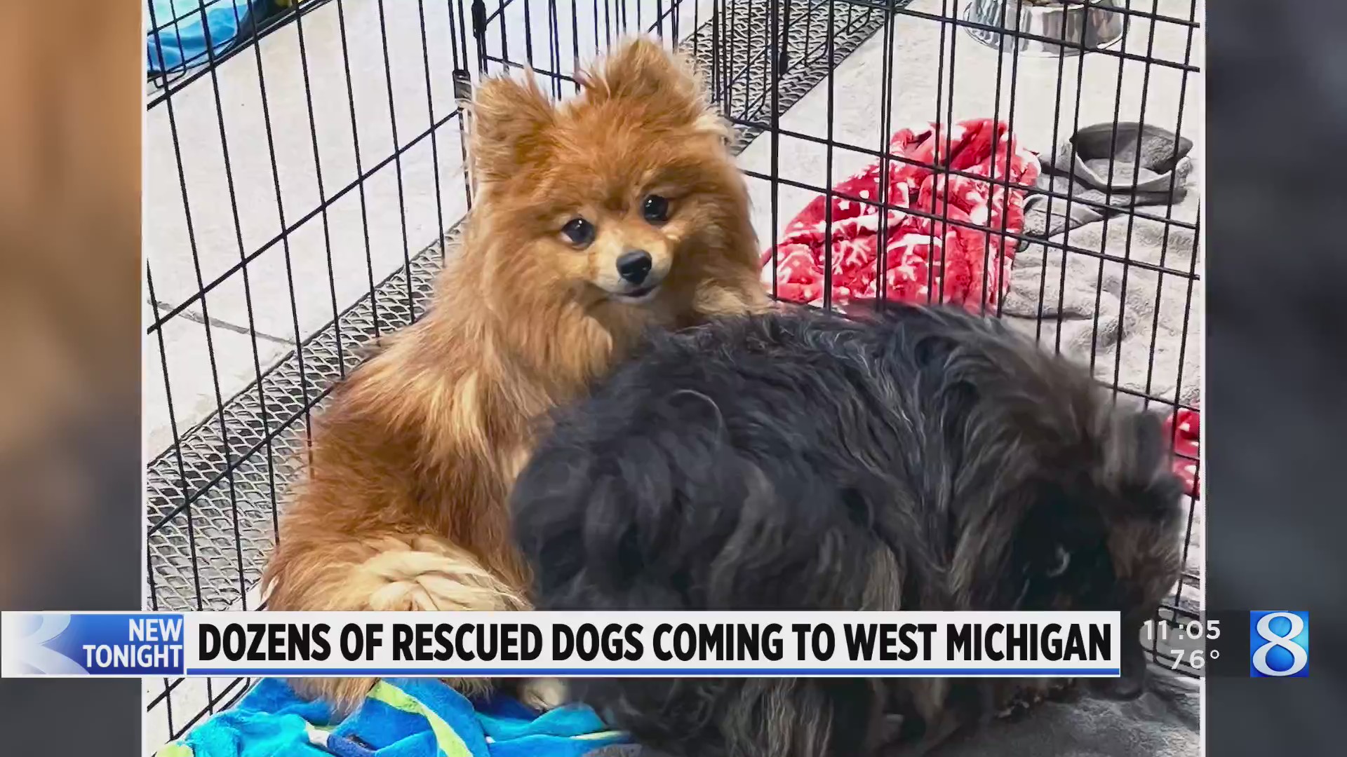 80 rescued dogs headed to Michigan shelters – WOODTV.com