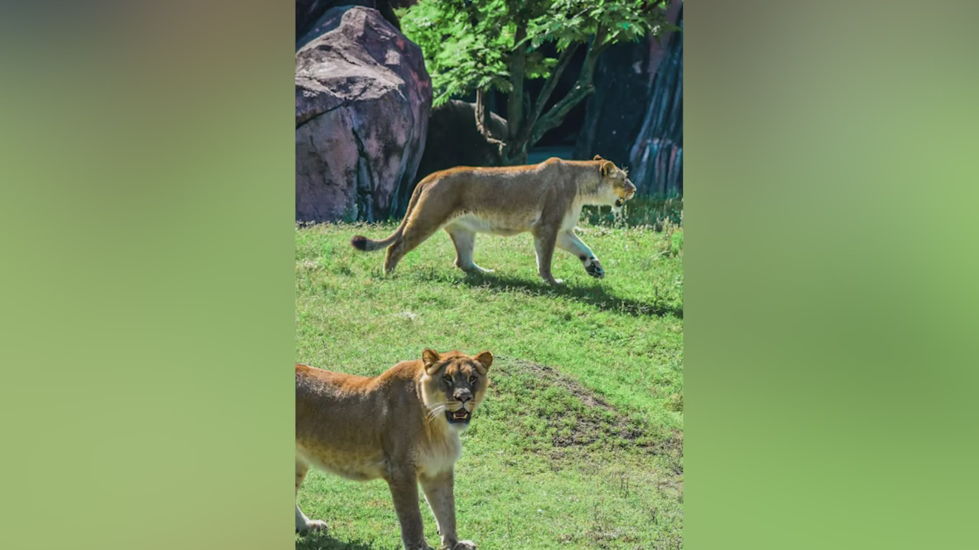 Virginia Zoo welcomes two new lions – WAVY.com
