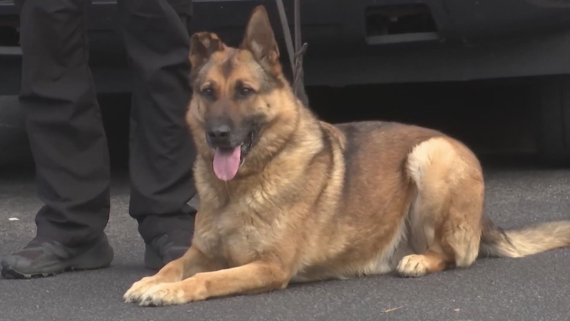 Public gets in-depth look at police K-9 units – WNCT