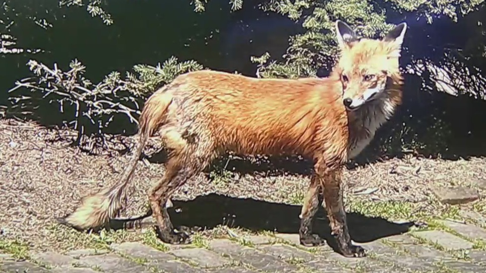 Brighton fox tests positive for rabies after biting 6 people ...