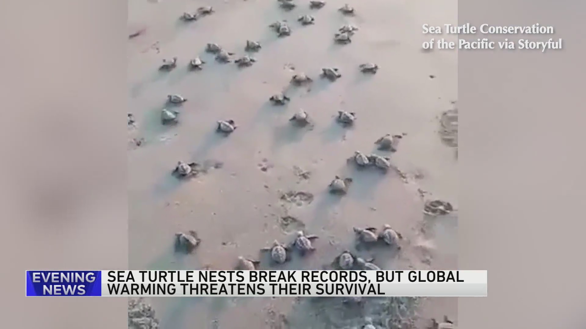 Sea turtle nests break records on US beaches, but global warming ...
