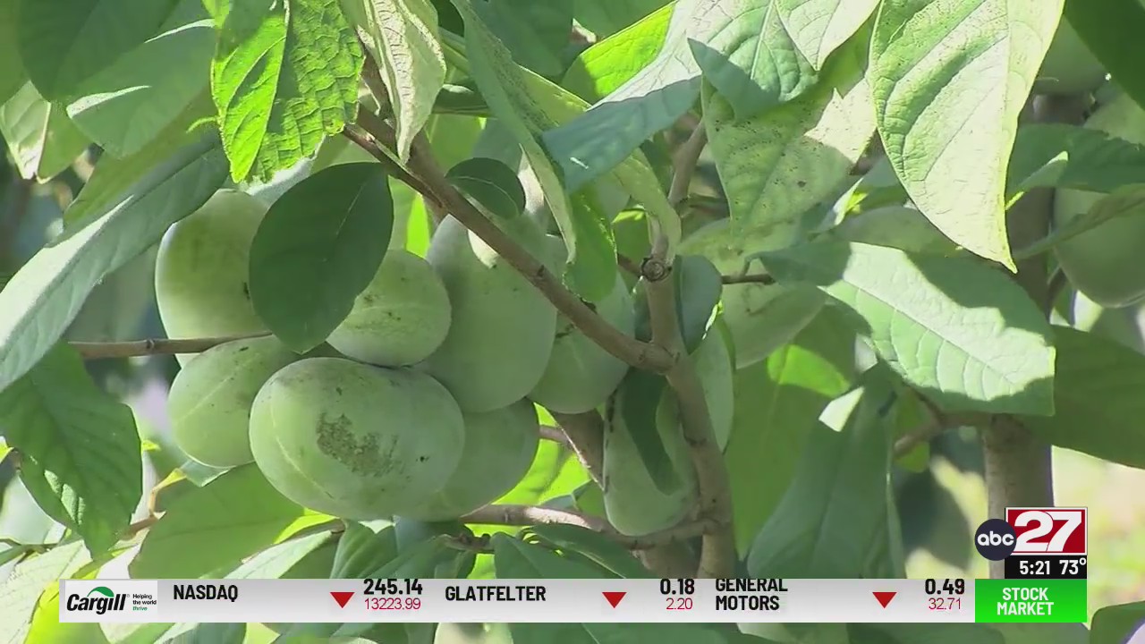 National Pawpaw day – ABC27