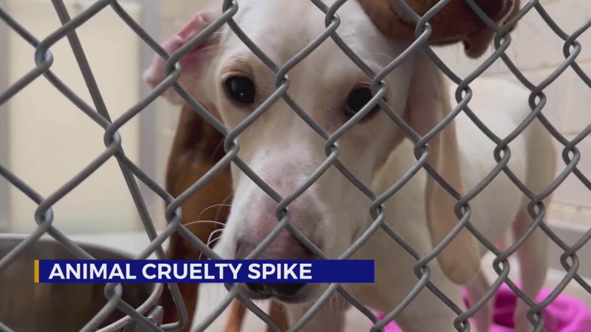 Rise in animal cruelty – WKRN News 2